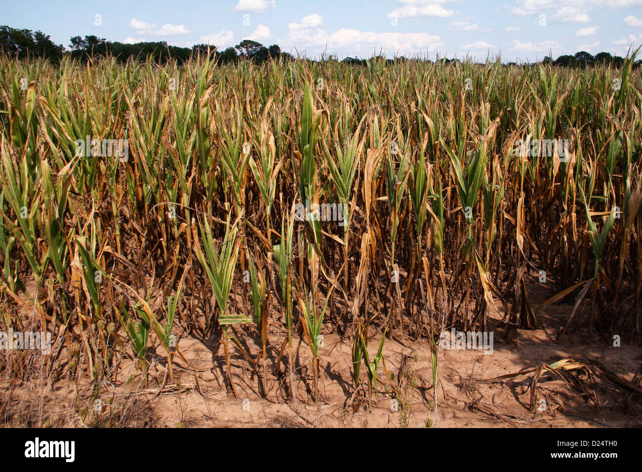 Shrivel shriveled hi-res stock photography and images - Alamy