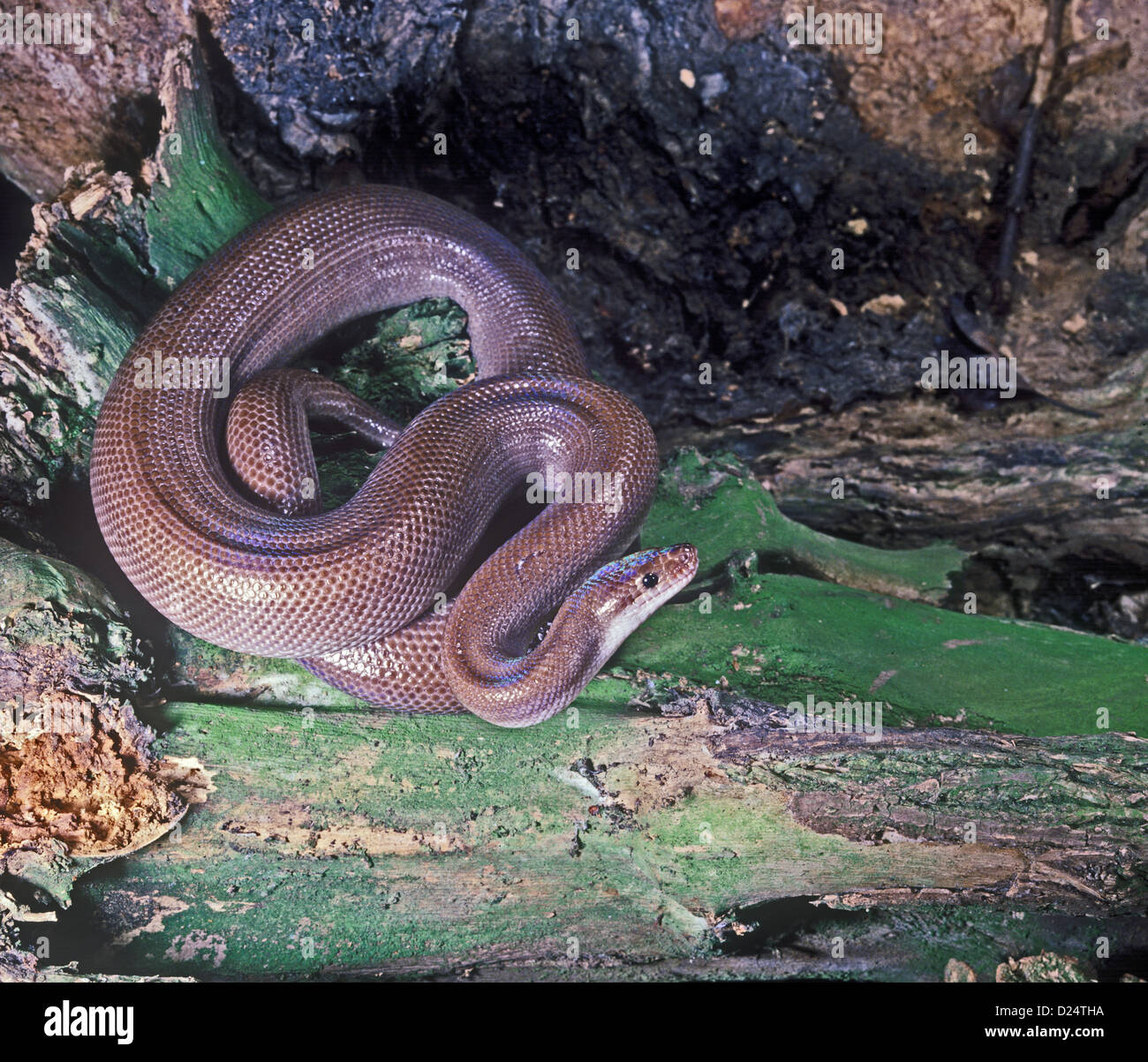 Snake - Boa Rainbow (Epicrates cenchris) On logs Stock Photo - Alamy