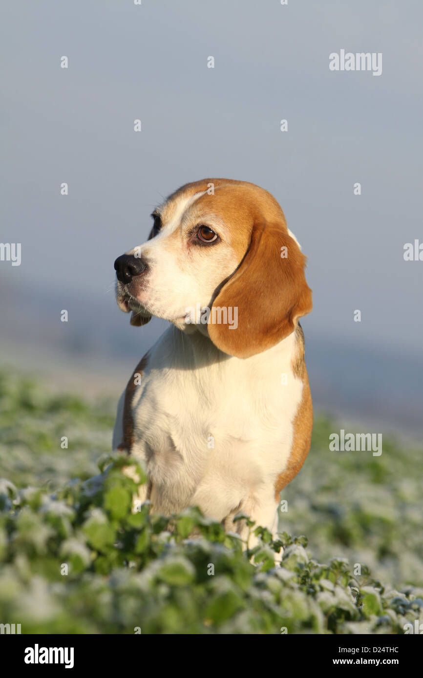 Dog Beagle adult portrait Stock Photo - Alamy
