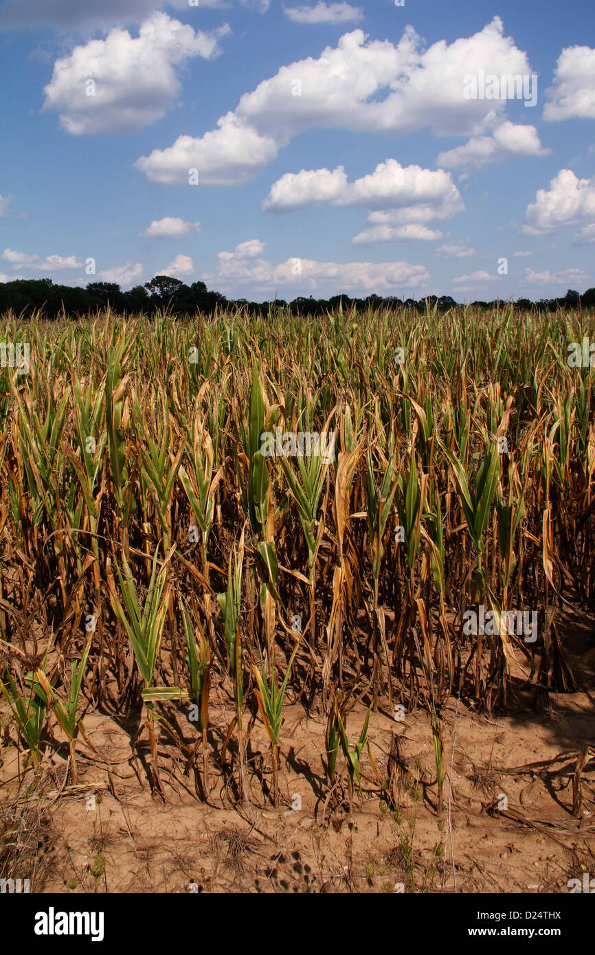corn crop damage drought damaged Ohio Stock Photo - Alamy