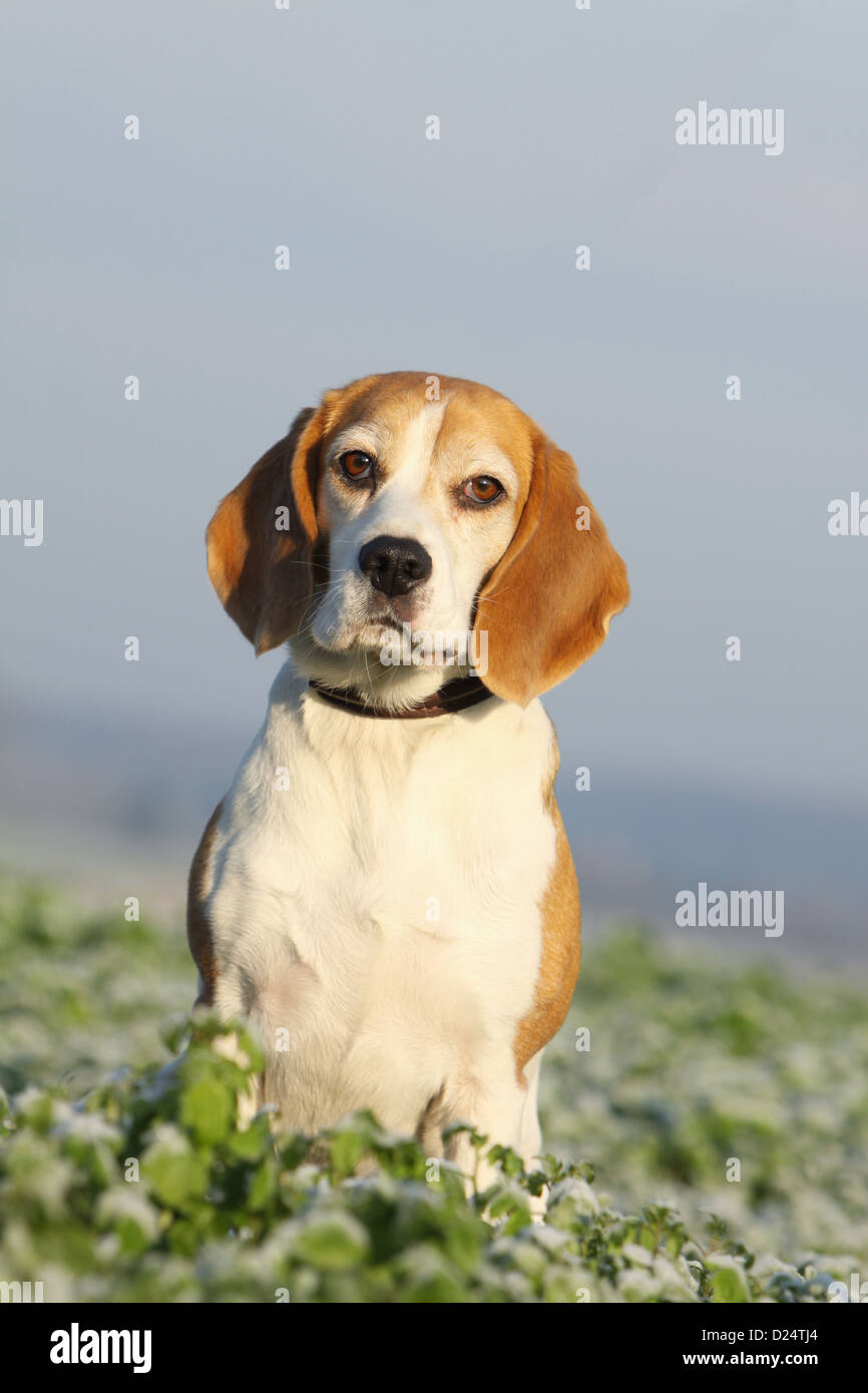 Dog Beagle adult portrait Stock Photo - Alamy