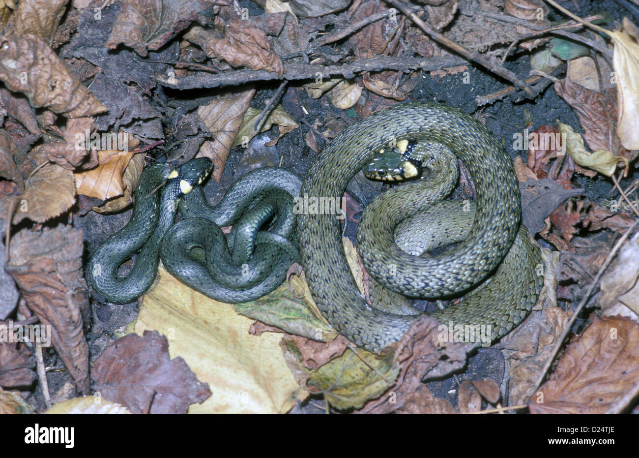 Grass Snake (Natrix natrix Stock Photo - Alamy