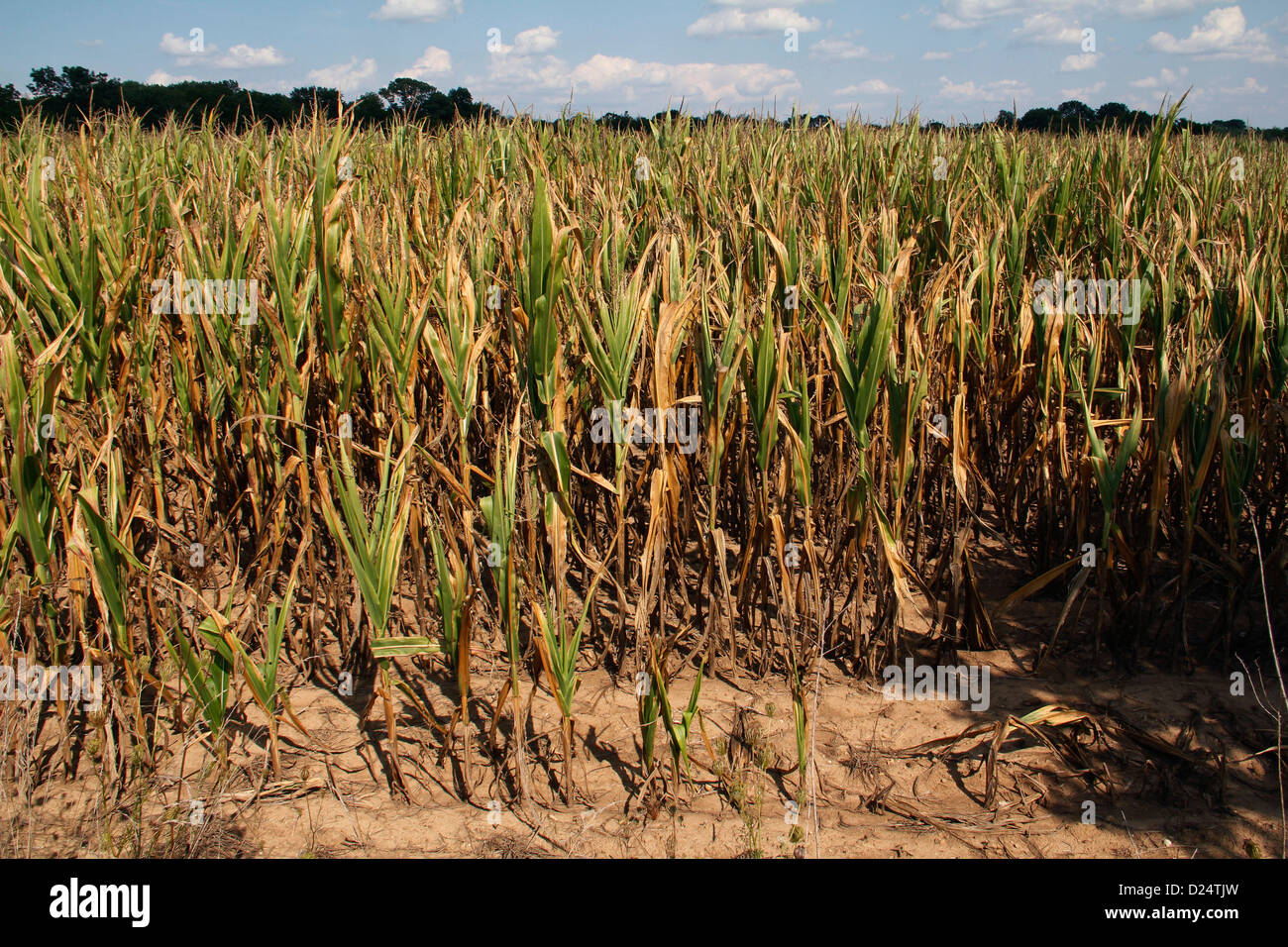 corn crop damage drought damaged Ohio Stock Photo - Alamy