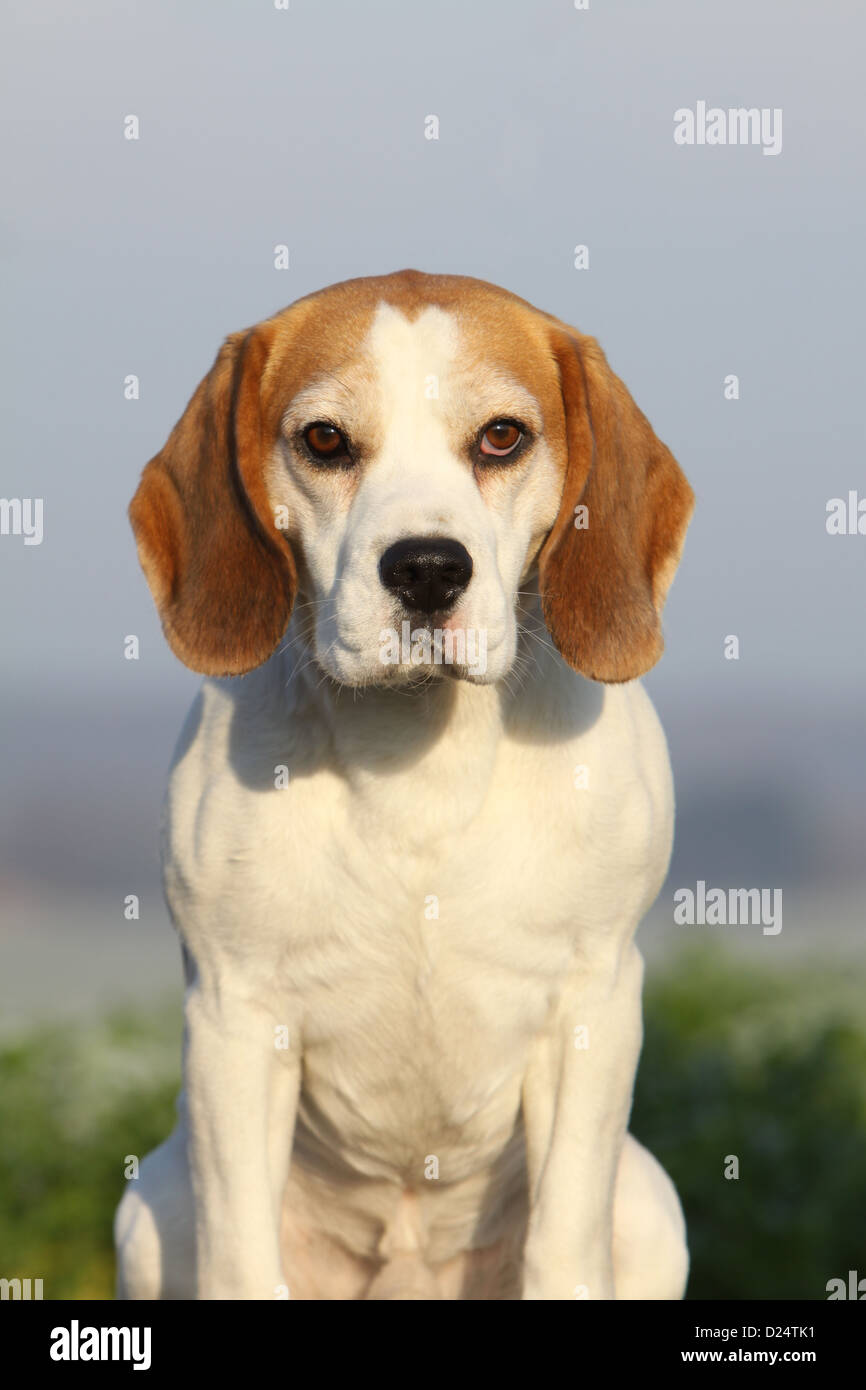 Dog Beagle adult portrait Stock Photo - Alamy