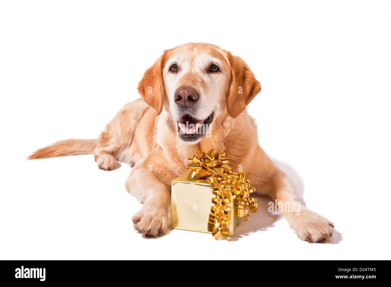 Portrait of a yellow labrador retriever Cut Out Stock Images & Pictures ...