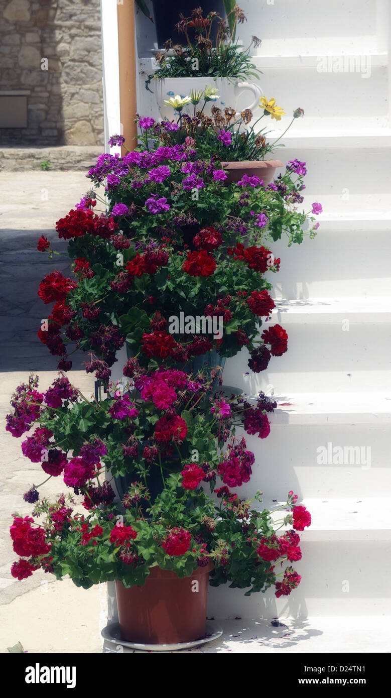 Cyprus flora hi-res stock photography and images - Alamy