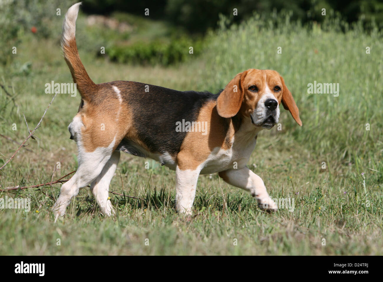 Dog Beagle adult running Stock Photo - Alamy