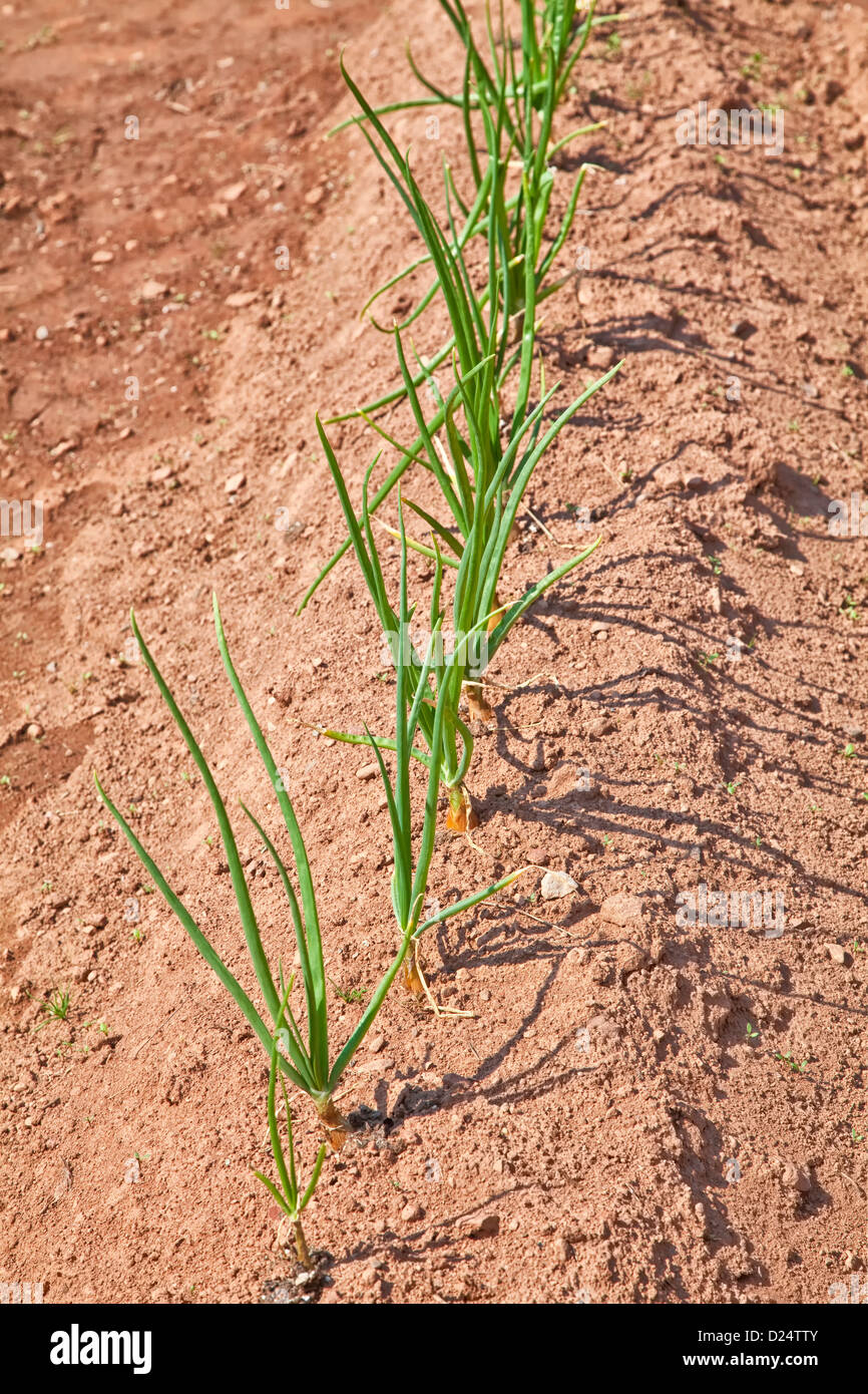 Onion plants hi-res stock photography and images - Alamy