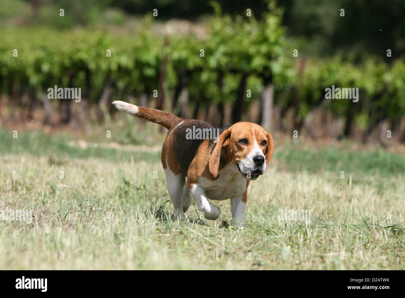 Pedigree attentive adult adults running run move hi-res stock ...