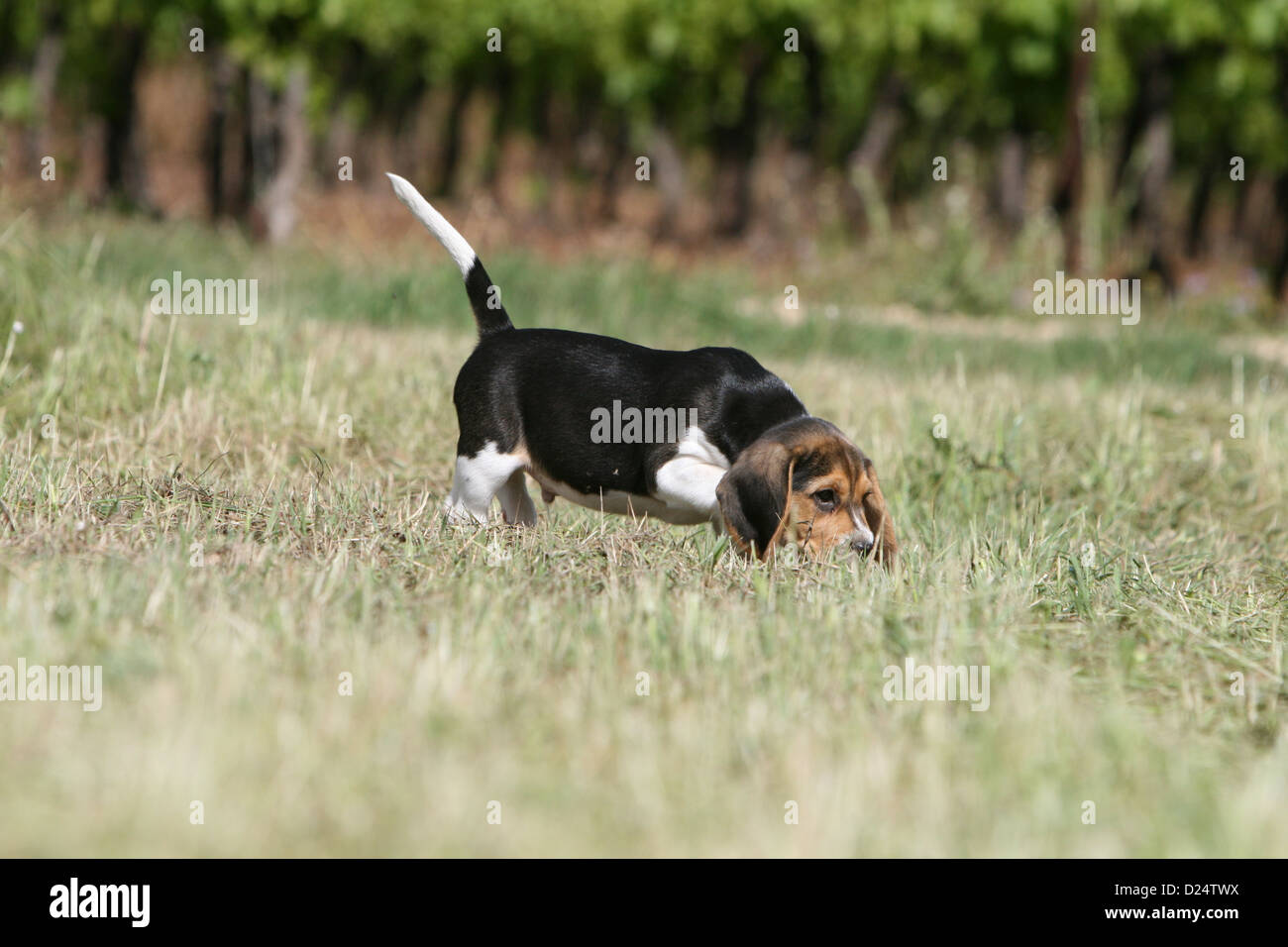 Beagle dog searching in hi-res stock photography and images - Alamy