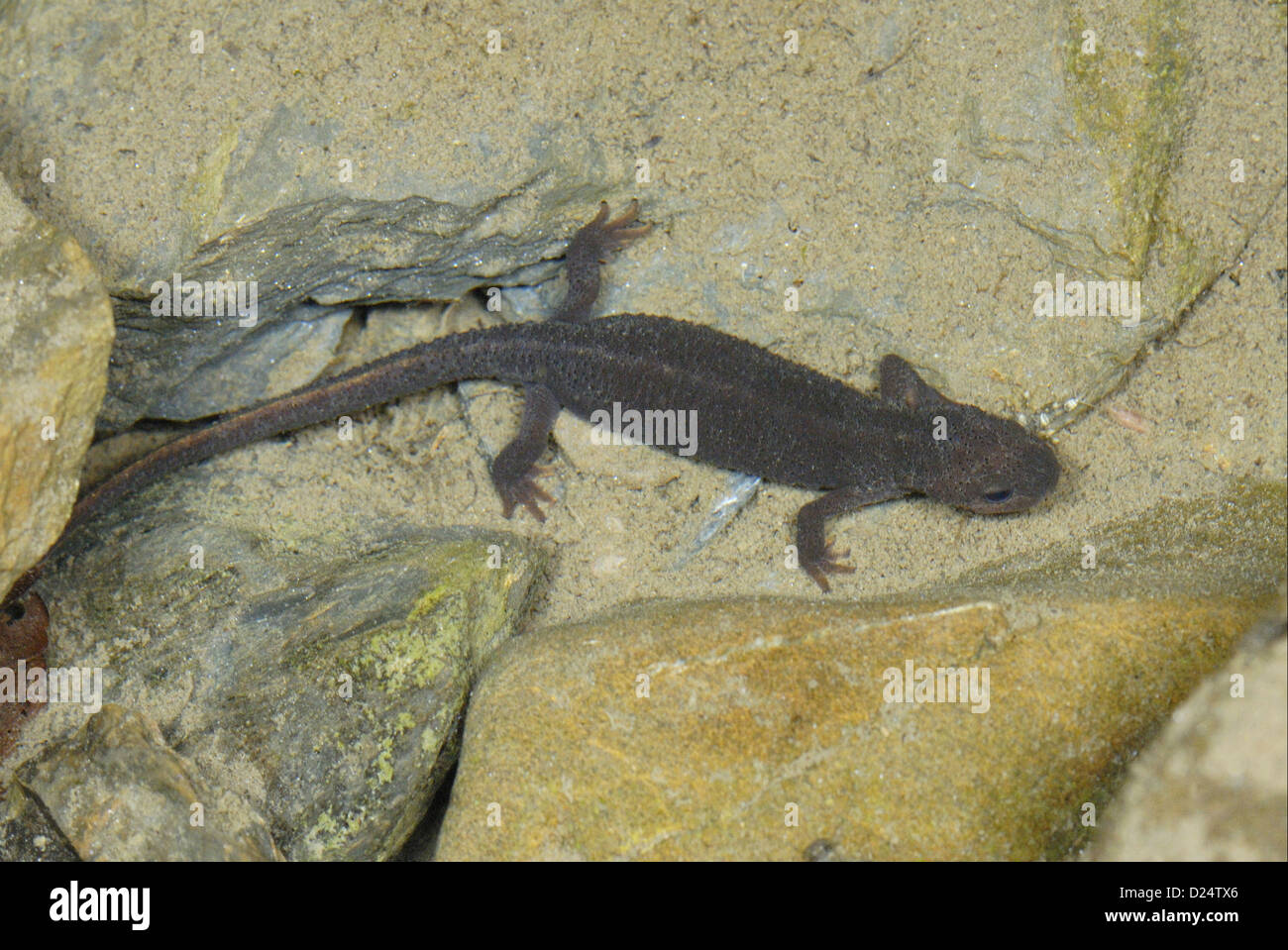 Pyrenean Brook Newt (Calotriton asper) adult, in mountain stream, Col ...