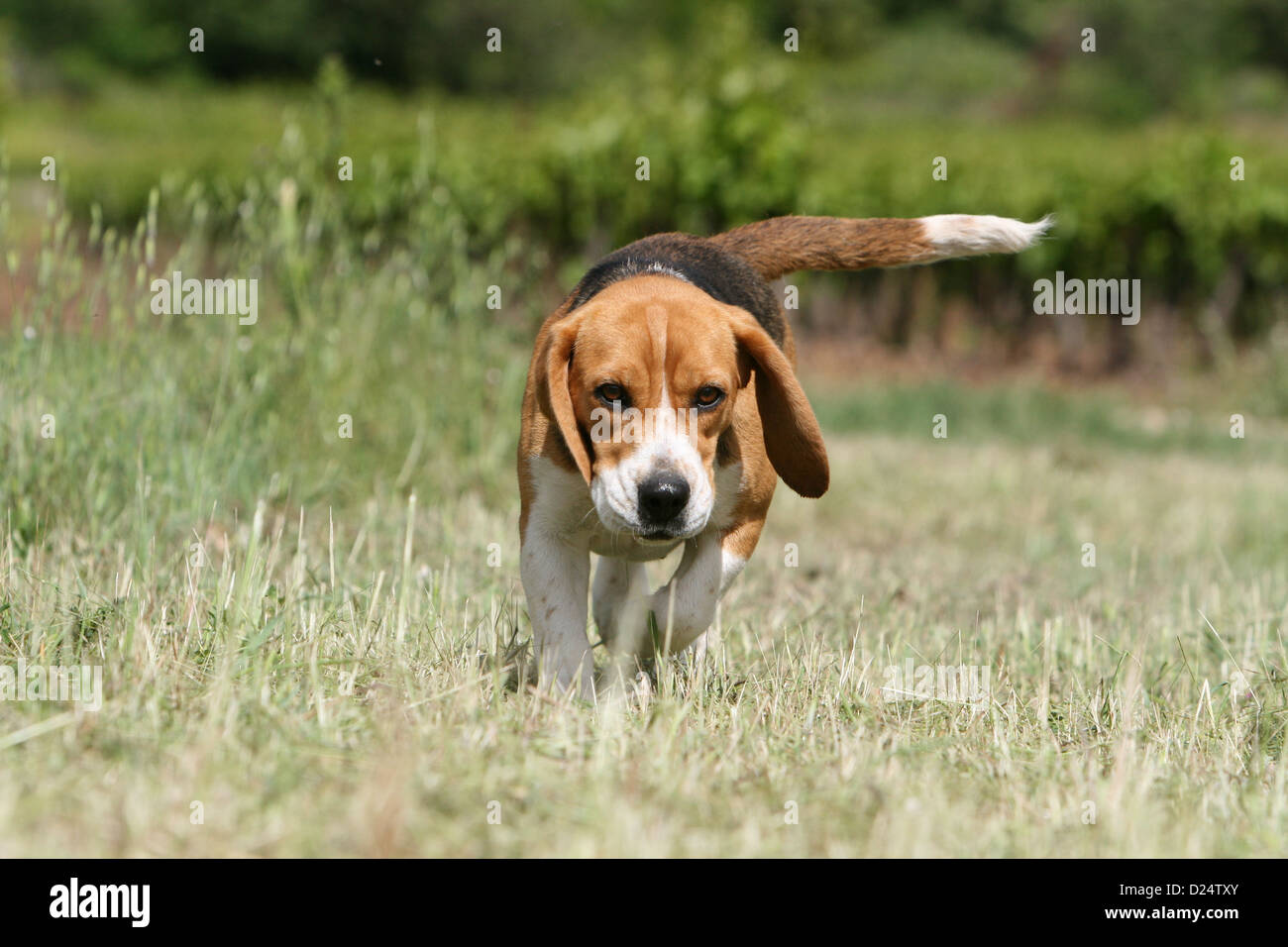 Dog Beagle adult running face Stock Photo - Alamy