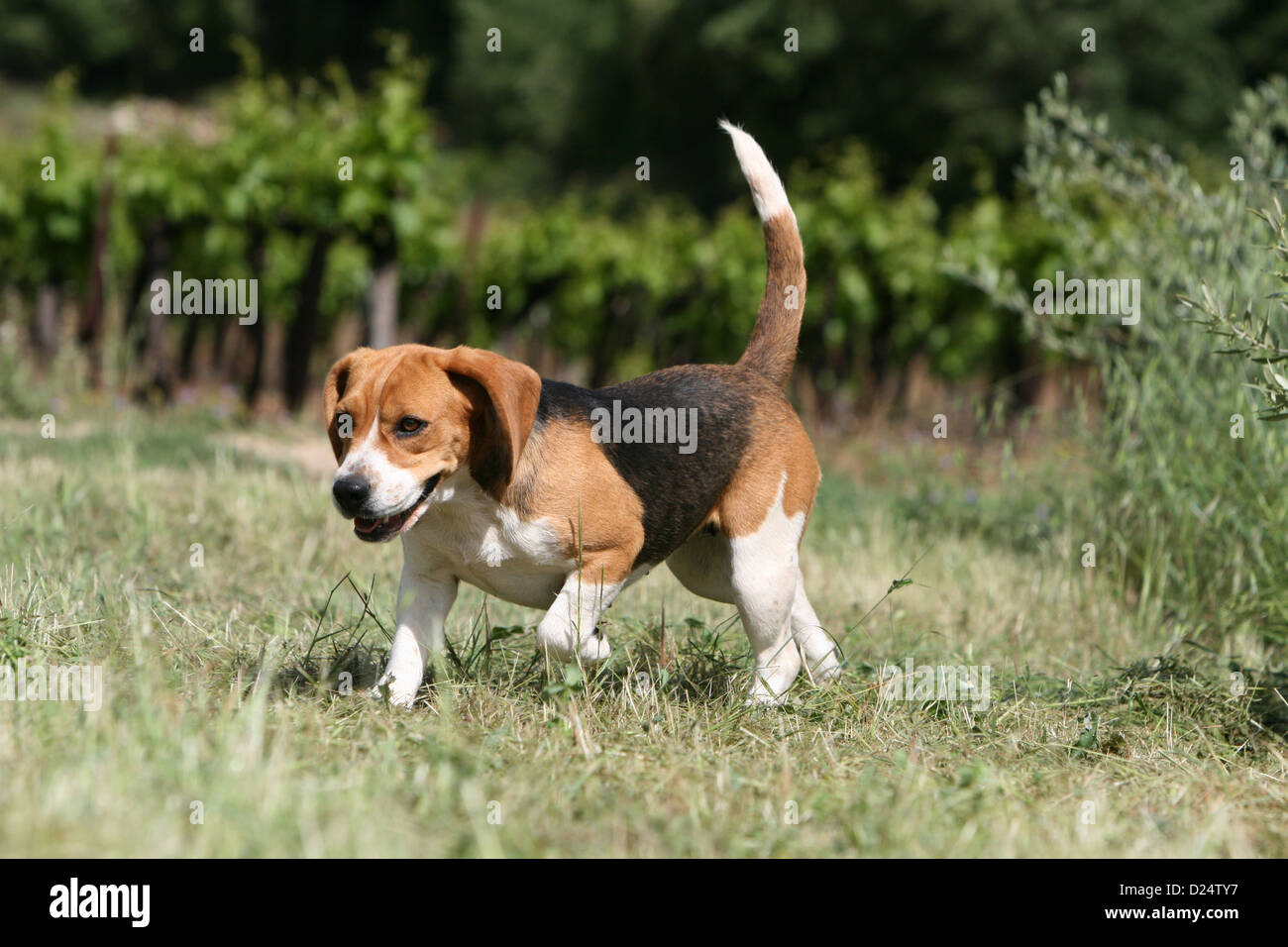 Dog Beagle adult running in a meadow Stock Photo - Alamy