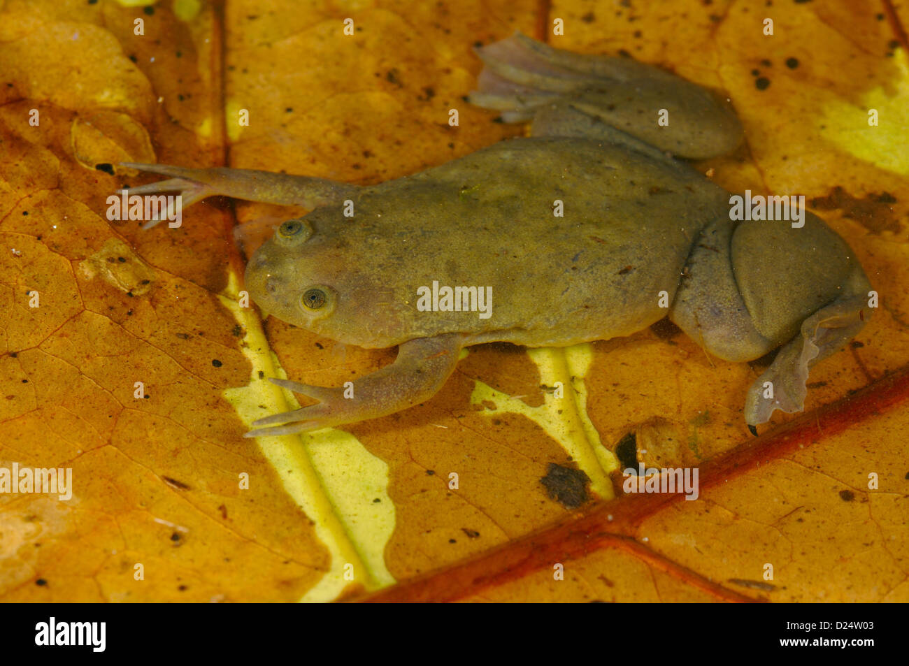 De Witte's Clawed Frog Xenopus wittei adult on submerged leaf litter in ...