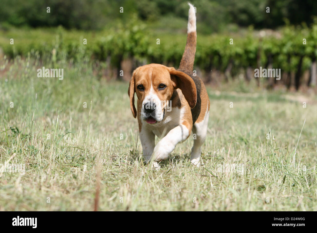Dog Beagle adult running in a meadow Stock Photo - Alamy