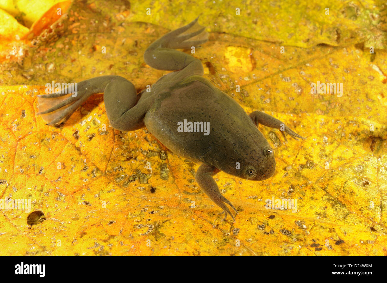 De Witte's Clawed Frog Xenopus wittei adult on submerged leaf litter ...