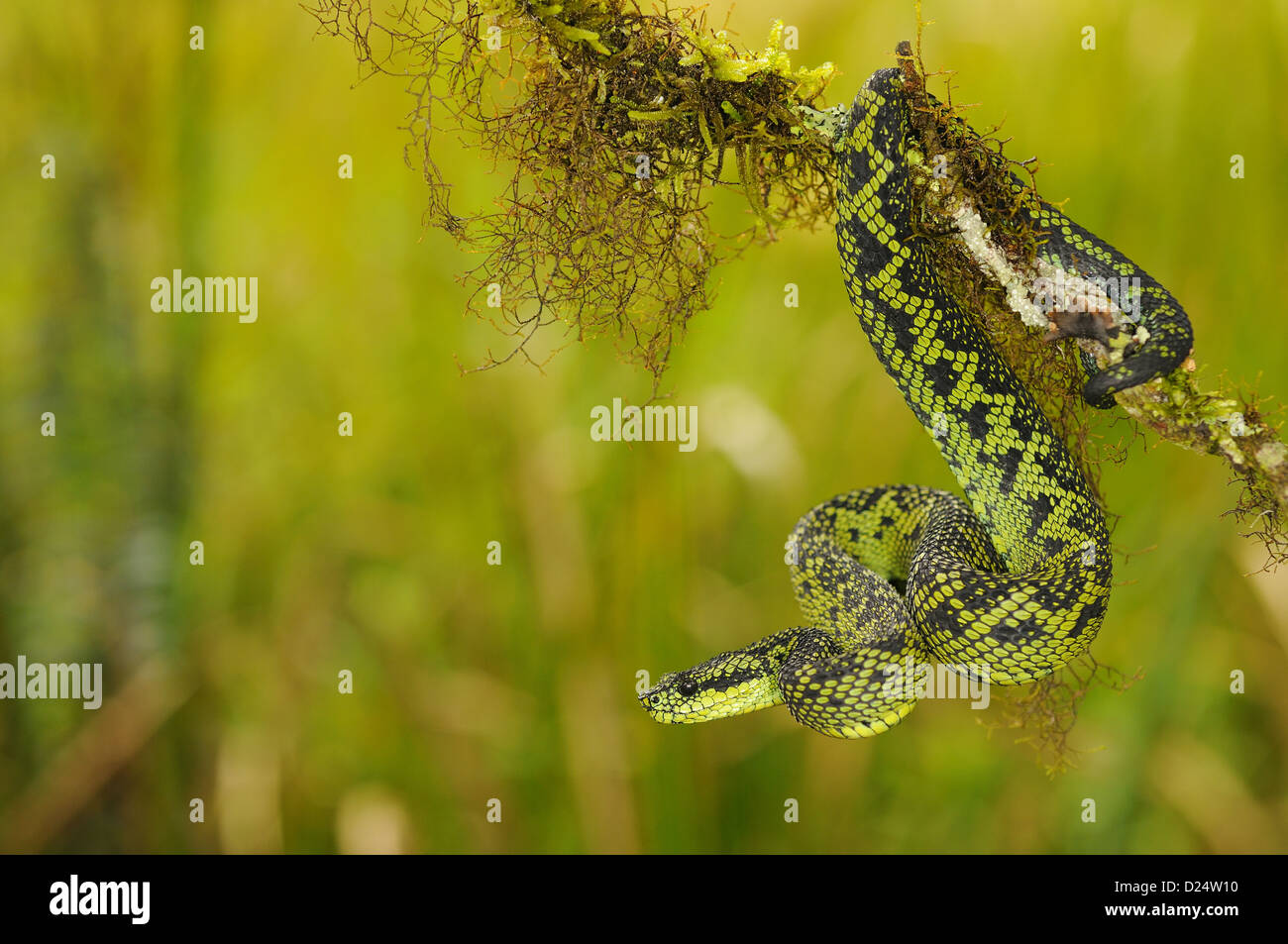 Nitsche's Bush Viper (Atheris nitschei) adult, on branch, Kahuzi-Biega ...