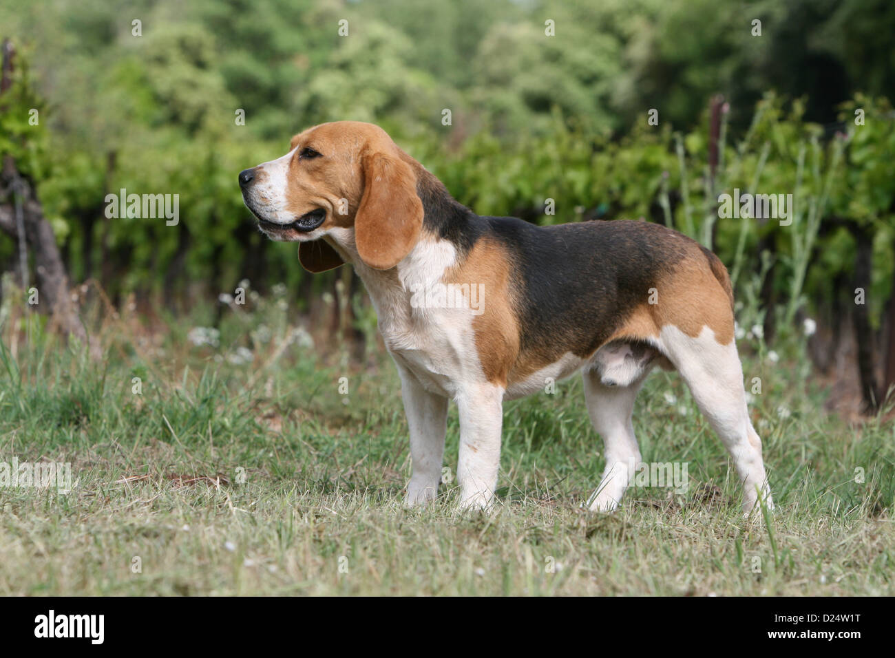 Dog Beagle adult standard profile in a field Stock Photo - Alamy