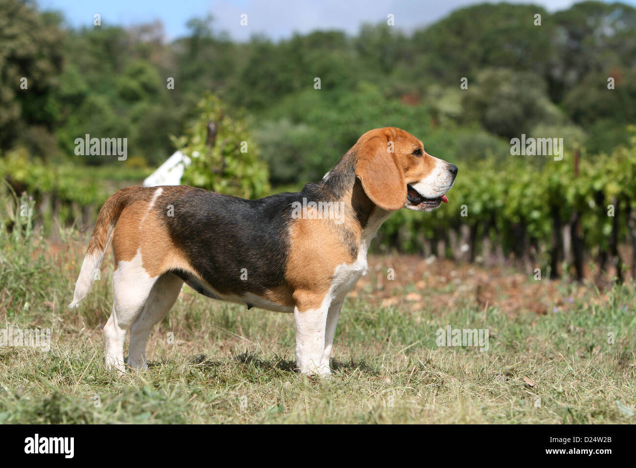 Dog Beagle adult standard profile Stock Photo - Alamy