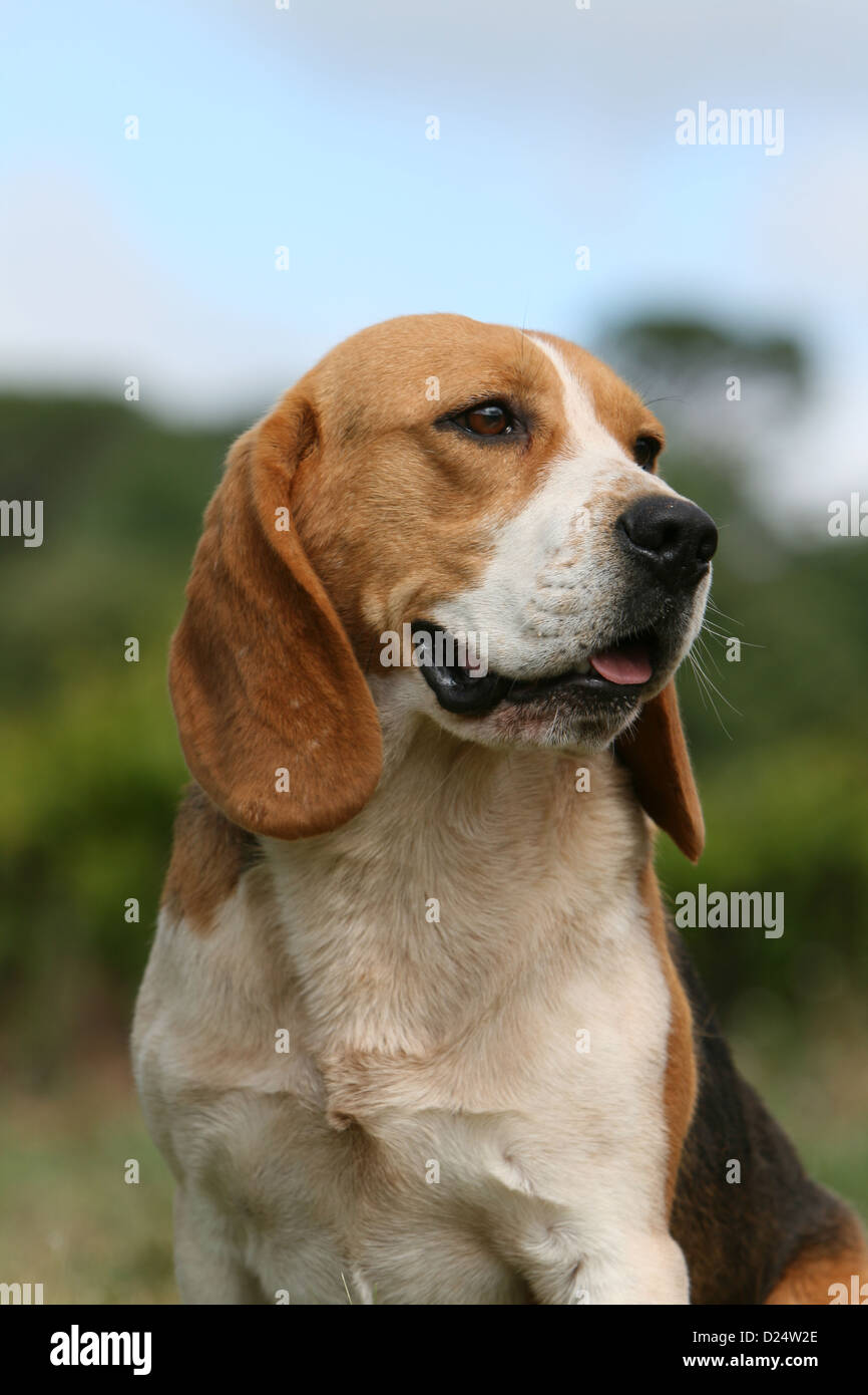 Dog Beagle adult portrait Stock Photo - Alamy