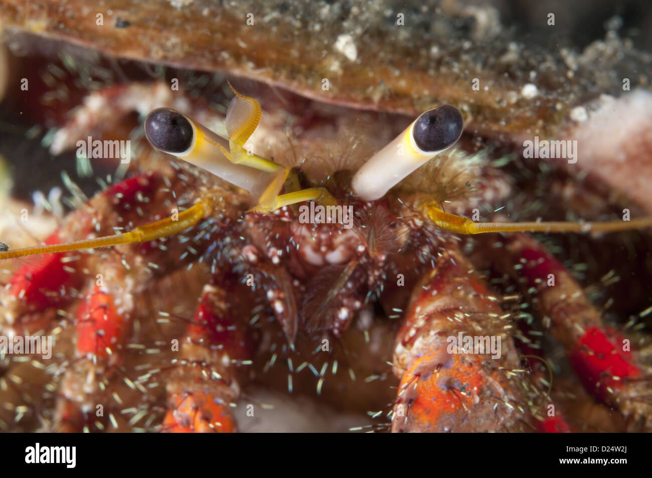 Hermit crab dardanus lagopodes hi-res stock photography and images - Alamy