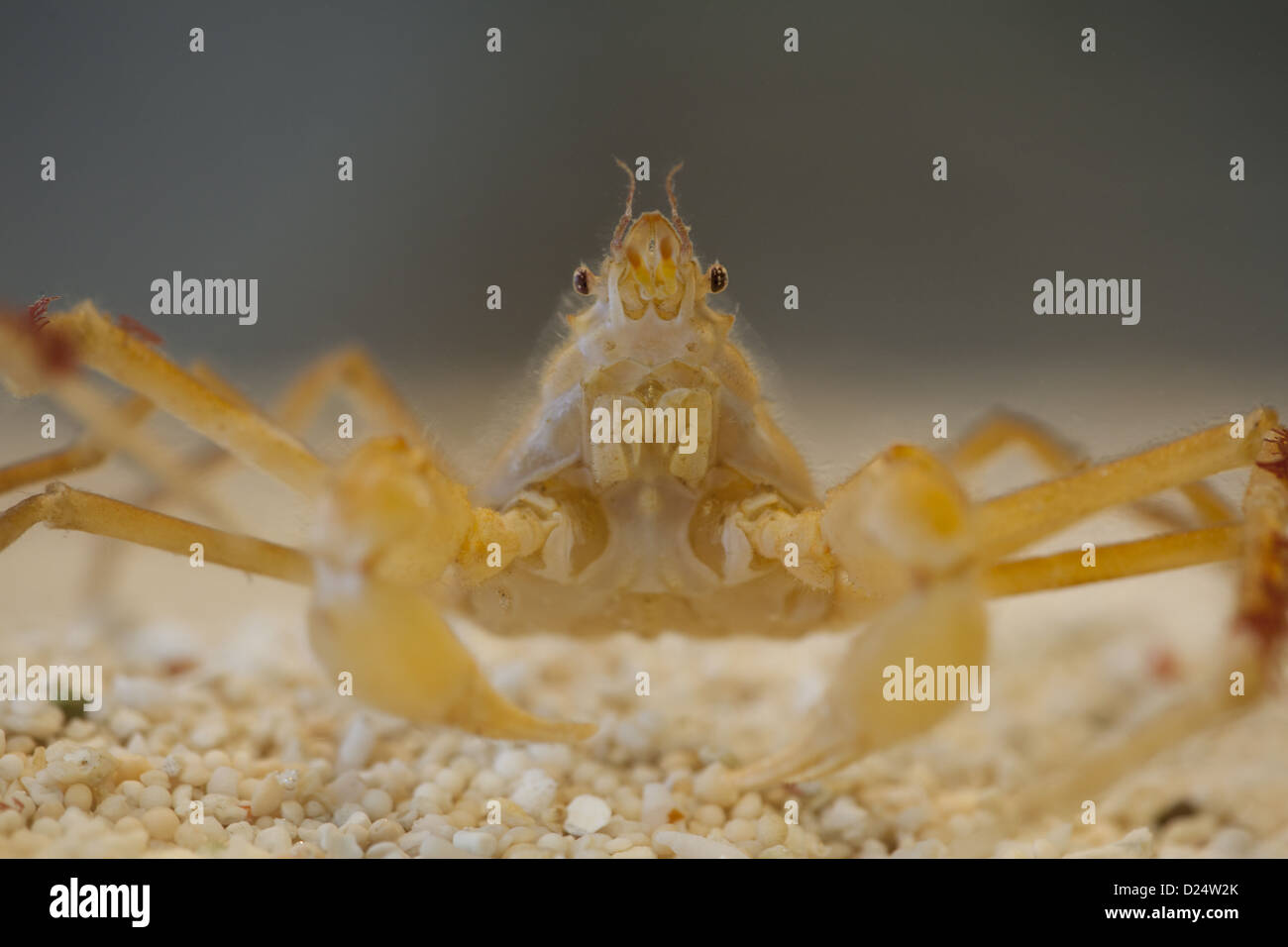Great spider crab hyas araneus hi-res stock photography and images - Alamy