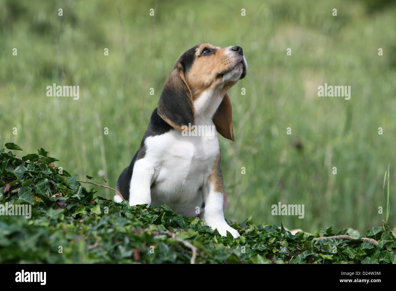 Dog Beagle puppy sitting look up Stock Photo - Alamy