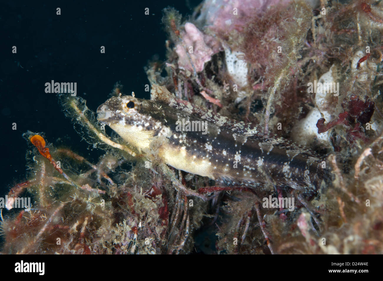 Sabretooth blennies hi-res stock photography and images - Alamy