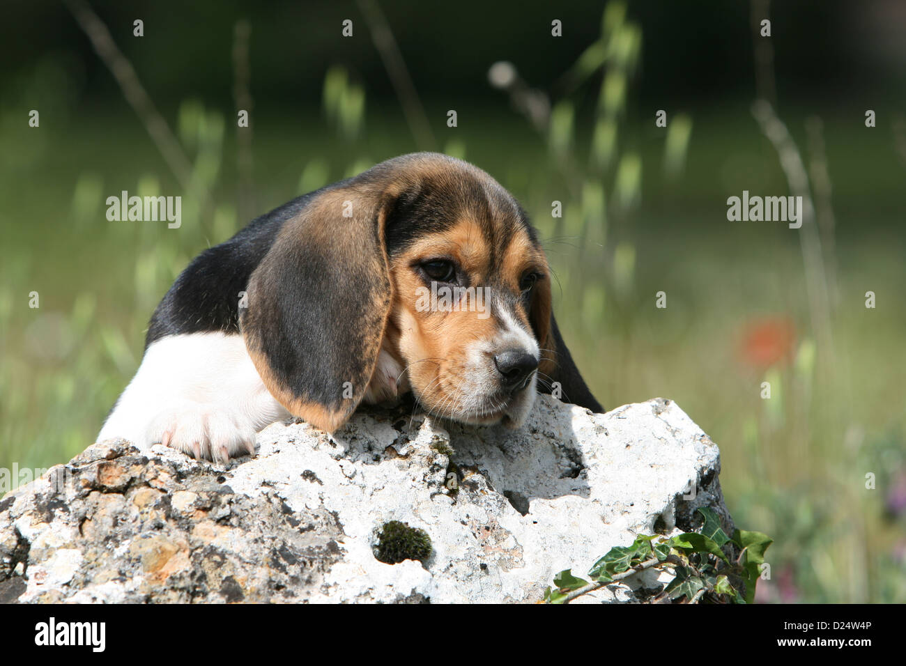 Beagles on rock hi-res stock photography and images - Alamy