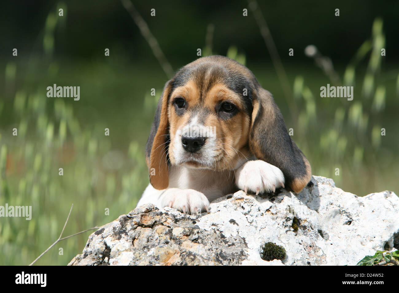 Dog Beagle puppy lying on a rock Stock Photo - Alamy