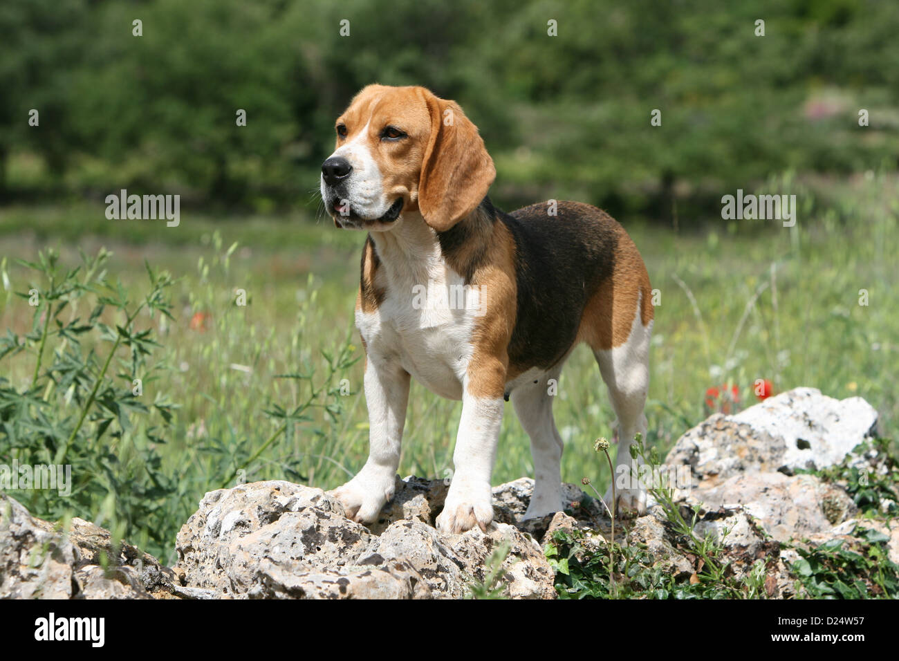 Dog Beagle adult standing on a rock Stock Photo - Alamy