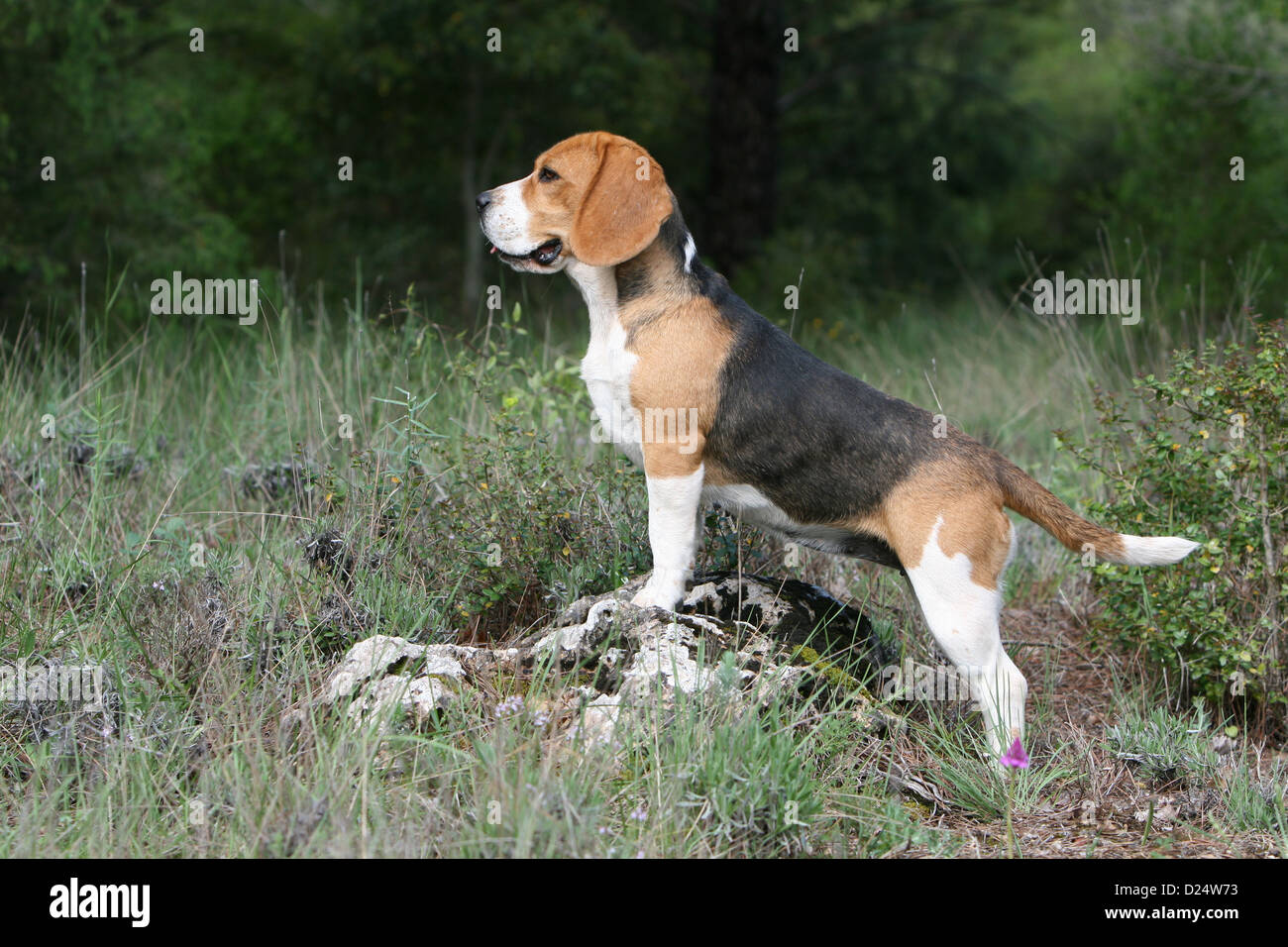 Beagles on rock hi-res stock photography and images - Alamy