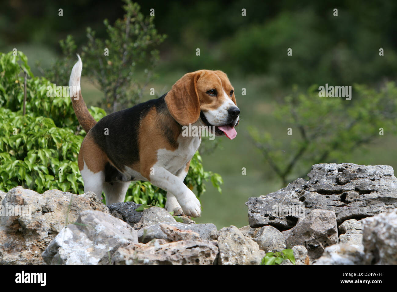 Beagles on rock hi-res stock photography and images - Alamy