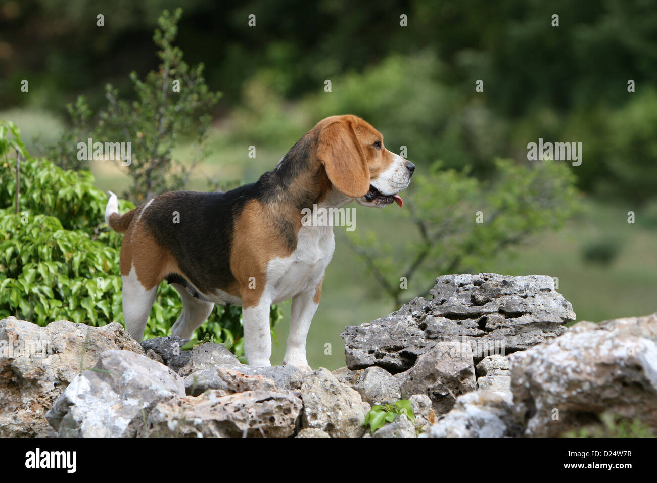 Dog standing rock hi-res stock photography and images - Alamy