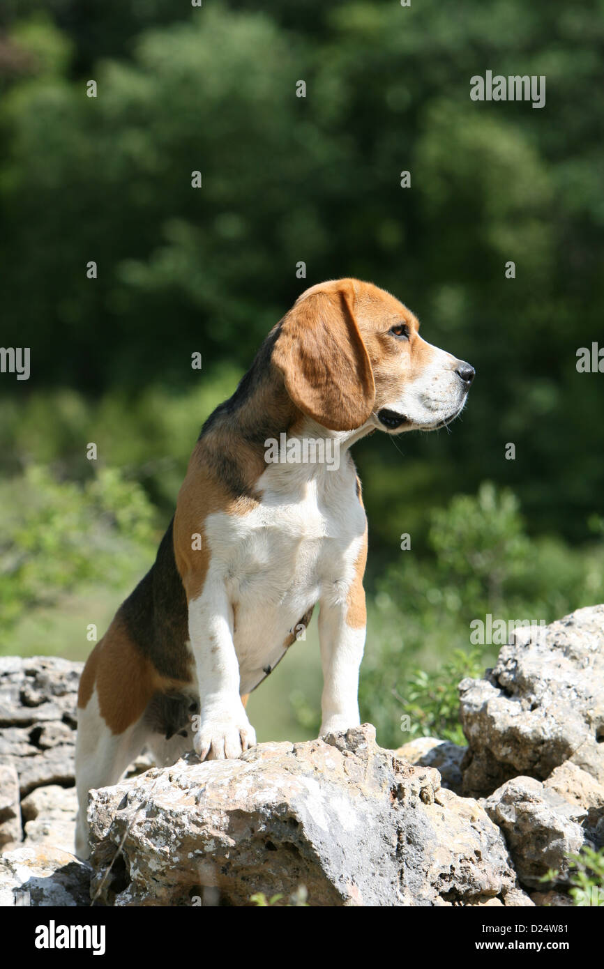 Dog Beagle adult standing stand Stock Photo - Alamy