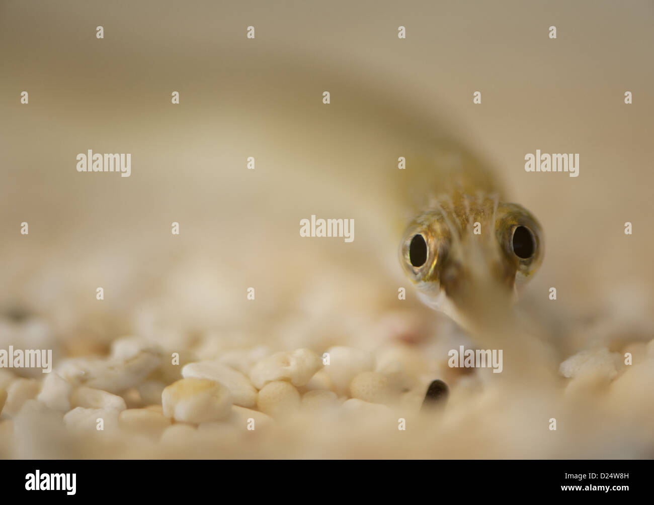 Greater Pipefish (Syngnathus acus) adult, resting on gravel, The Wash ...