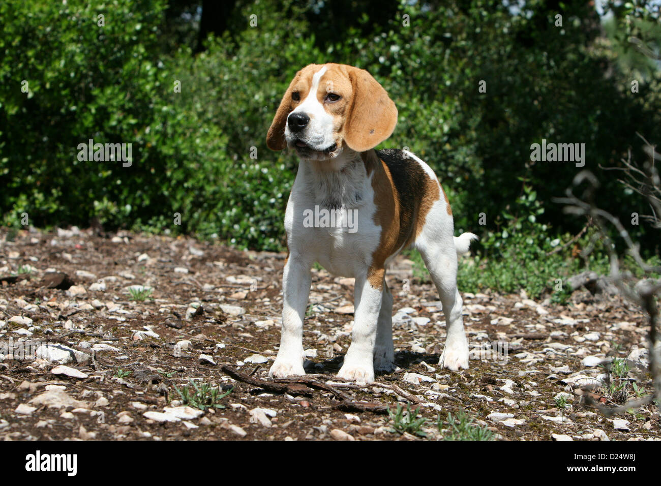 Dog Beagle adult standing Stock Photo - Alamy