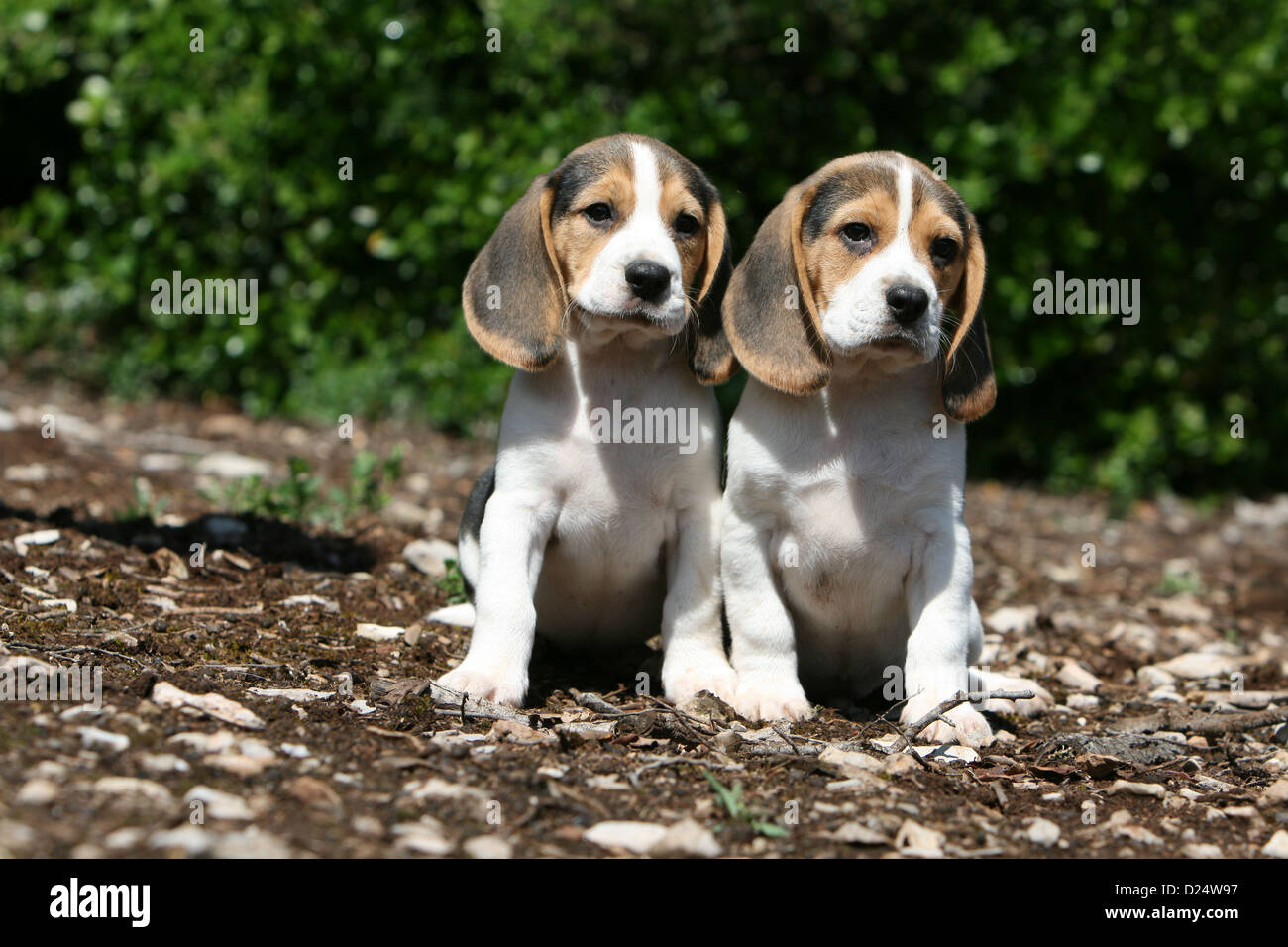 Dog Beagle two puppies sitting Stock Photo - Alamy