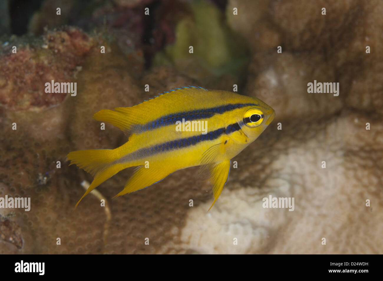 Yellowfin damselfish hi-res stock photography and images - Alamy