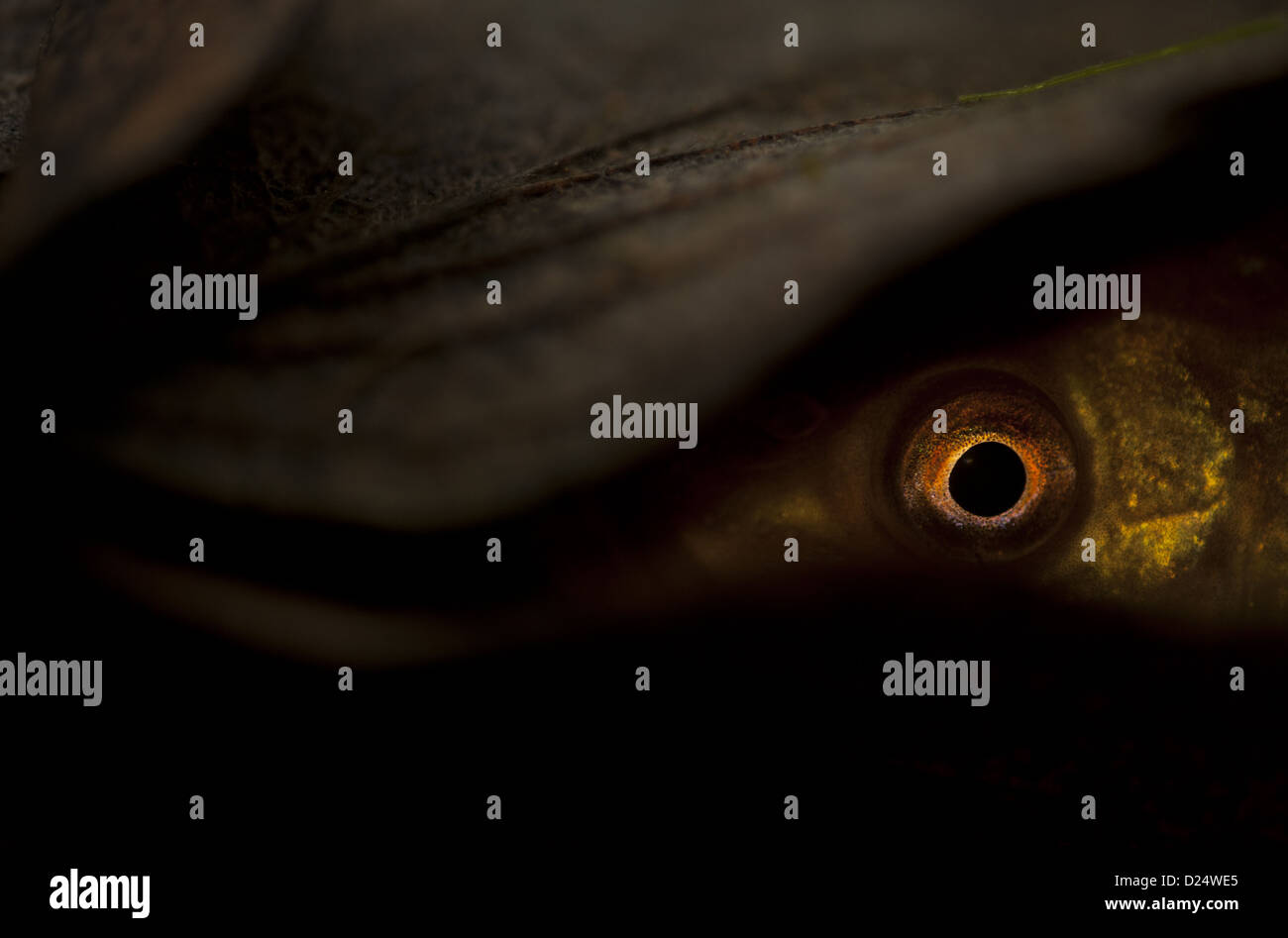 Tench (Tinca tinca) adult, hiding amongst leaf litter at bottom of pond ...