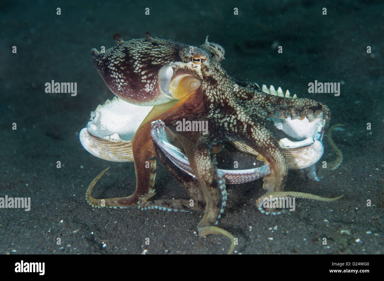 Veined Octopus Amphioctopus marginatus adult holding shell walking ...