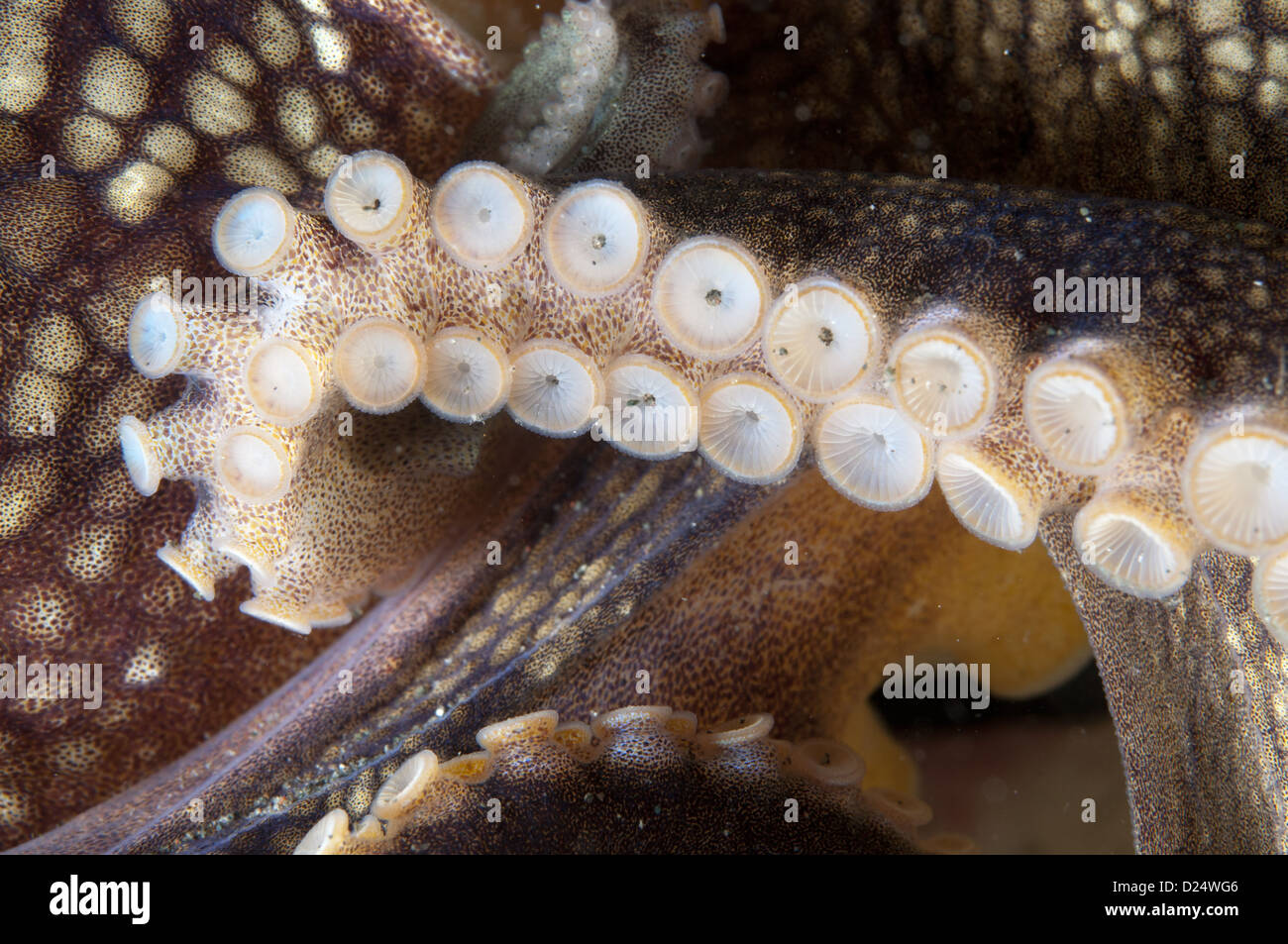 Veined Octopus (Amphioctopus marginatus) adult close-up tentacles ...