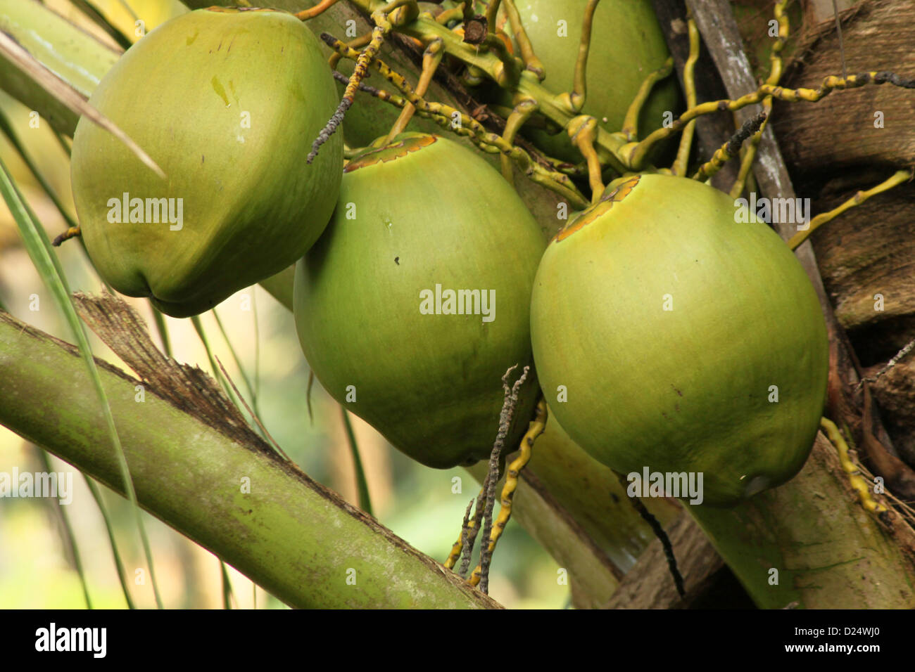 Clusters of coconuts close-up hanging on a coconut palm tree India ...
