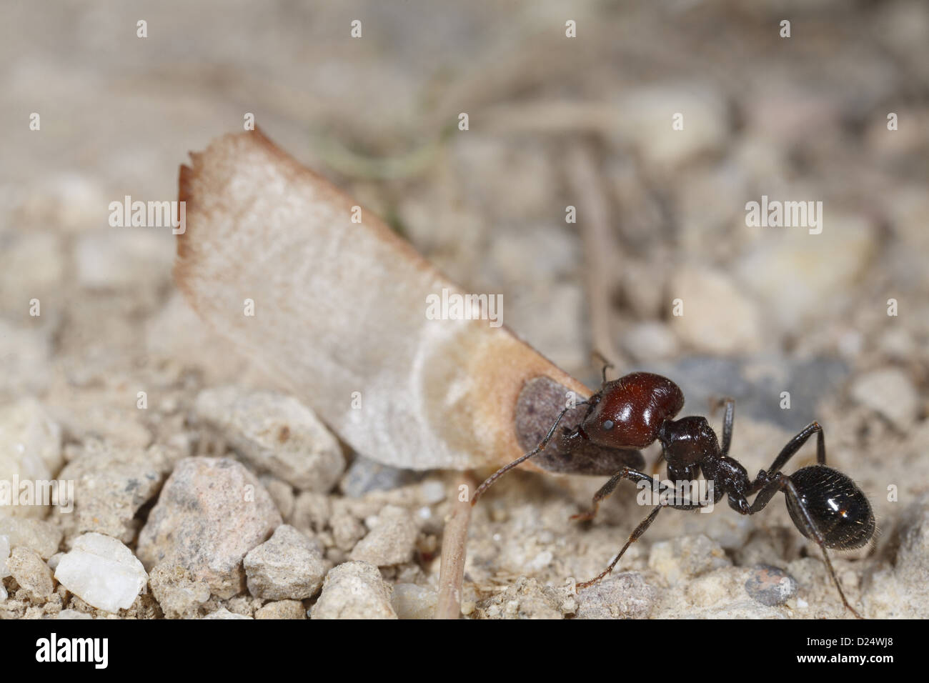Worker harvester ants hi-res stock photography and images - Alamy