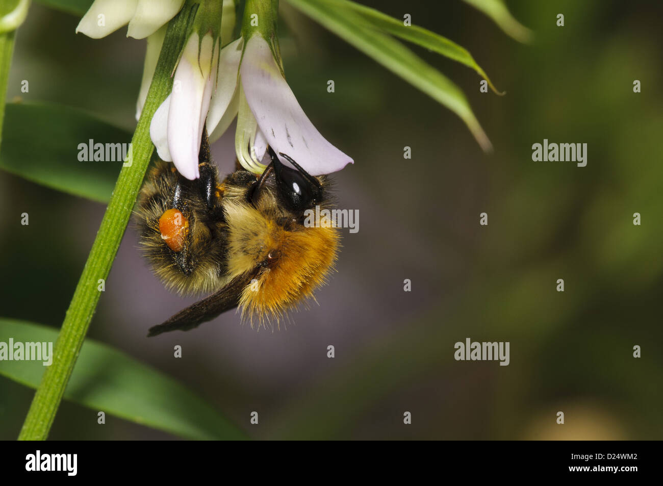 Common goats rue hi-res stock photography and images - Alamy