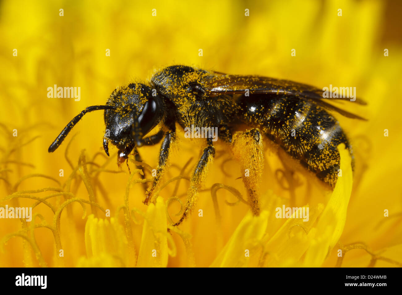 Slender Mining Bee (Lasioglossum calceatum) adult female, feeding in ...