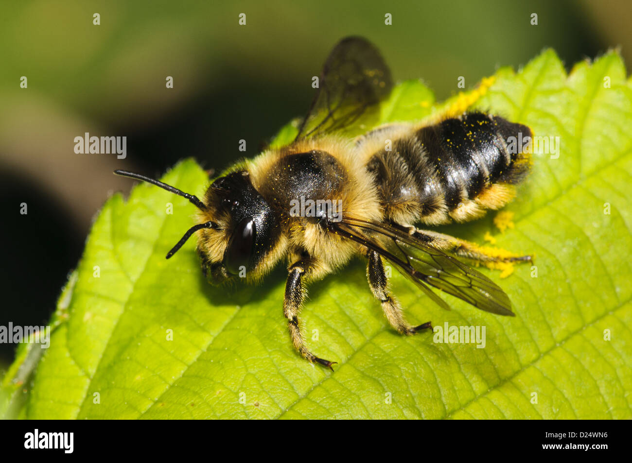 Leafcutter Bee (Megachile ligniseca) adult, resting on leaf, Hadleigh ...