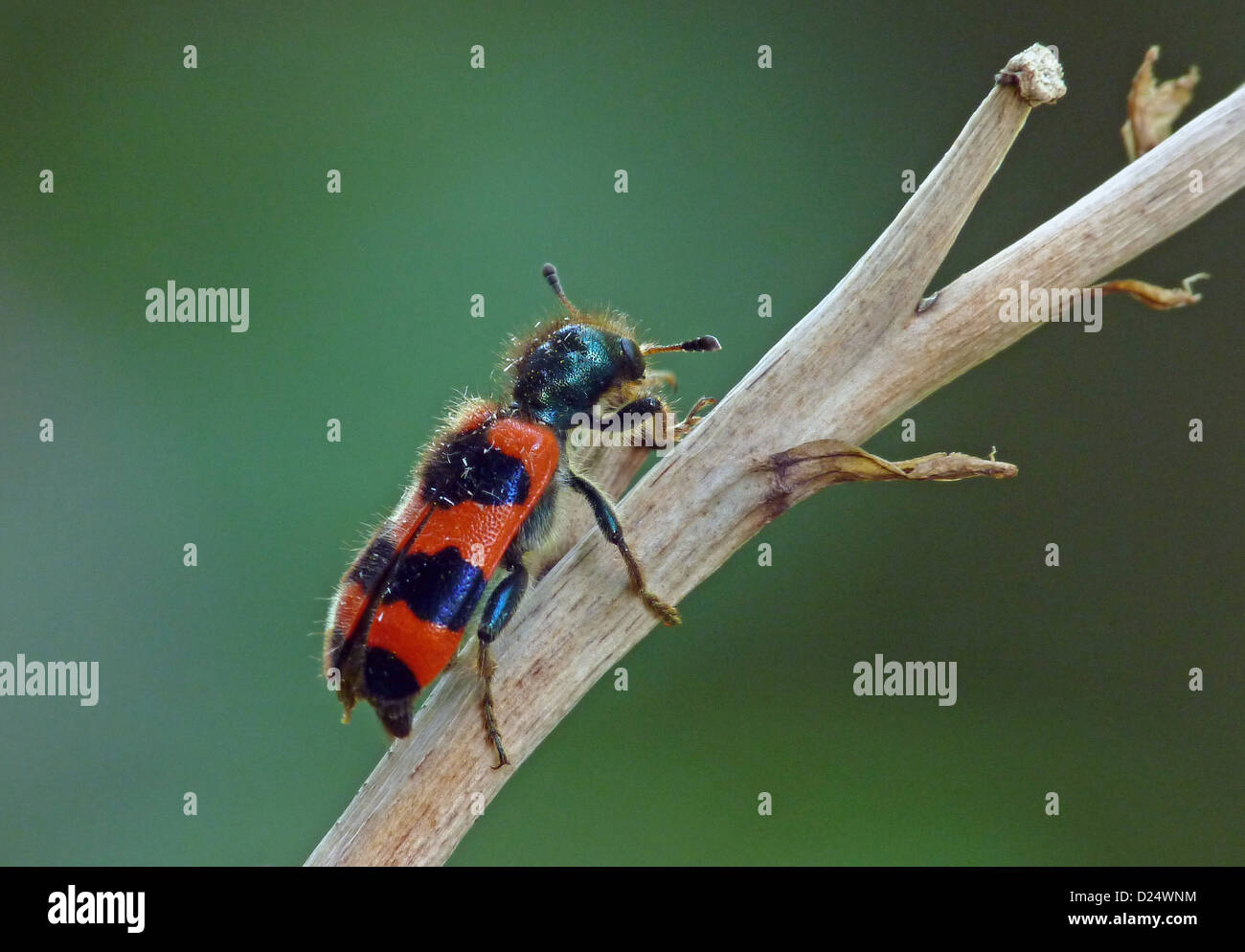 Checkered Bee Beetle (Trichodes apiarius) adult, resting on stem, Italy ...