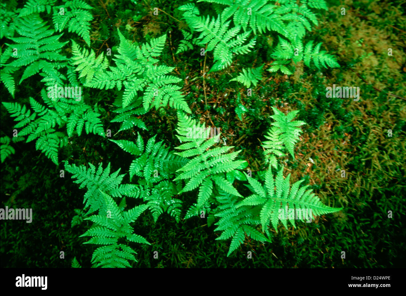 Alaska fern hi-res stock photography and images - Alamy