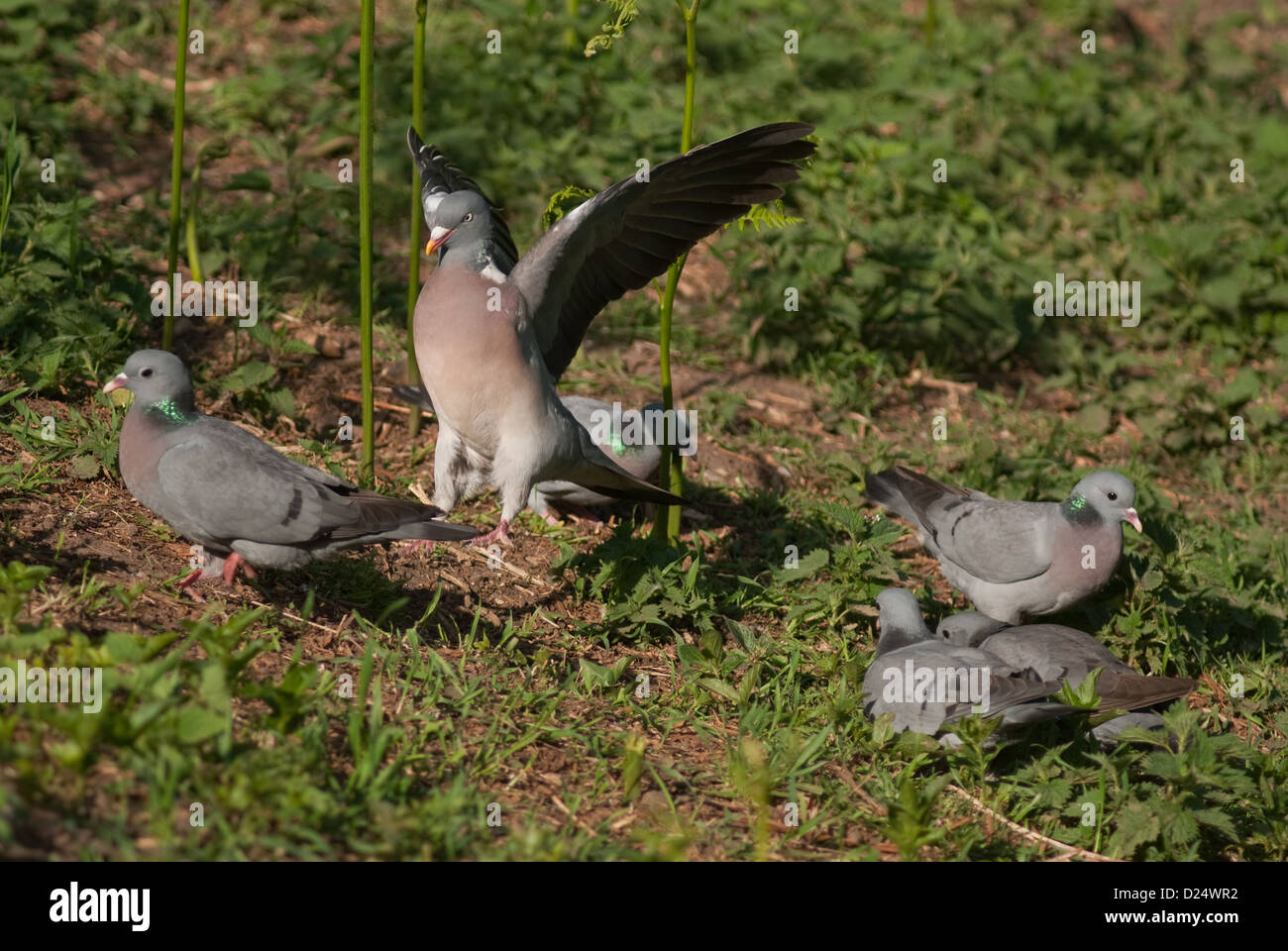 Woodpigeon showing aggression towards Stock-doves Stock Photo - Alamy